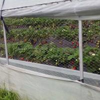 China Extruded square agricultural anti bird protection net for sale