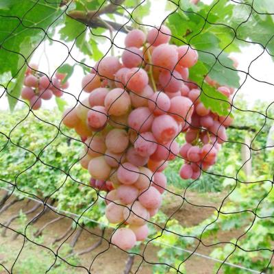 China HDPE Warp Knitted Bird Netting 10x10mm Mesh Size UV Treated for Orchard Crop Protection for sale