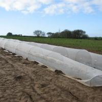 China Anti Insect Net UV Treated HDPE 50 Mesh 2m x 100m Roll for sale