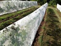 China Anti Insect Net UV Treated HDPE 50 Mesh 2m x 100m Roll for sale
