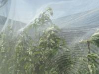 China Anti Insect Net UV Treated HDPE 50 Mesh 2m x 100m Roll for sale