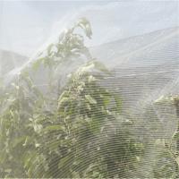 China HDPE Anti Insect Net for Agriculture Greenhouse 50x25 Mesh 200m Length UV Protected for sale