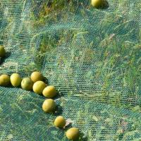 China Dark Green Almond-Pistachio Nuts Collected Olive Gathering Net for sale