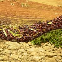 China Latest Material Best Quality Olive Net Manufacturer for sale