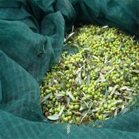 China Latest Material Best Quality Olive Net Manufacturer for sale