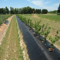 China PP PE UV 3% Anti Weed Fabric Ground Cover 80g-150g 1m-6m Width 10m-400m Length for sale