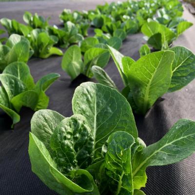 China PP PE UV 3% Ground Cover Weed Barrier Fabric 80-150gsm 1m-6m Wide for sale