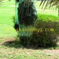 China HDPE Date Palm Mono Mesh Bag 80x100cm with UV Protection for Fruit Protection for sale