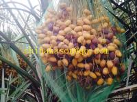 China date plam plastic mesh bags with uv protect palm bag for sale