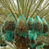 China green palm mesh bag,date plam net bag,date plam bag export to middle east for sale