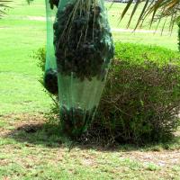 China green palm mesh bag,date plam net bag,date plam bag export to middle east for sale