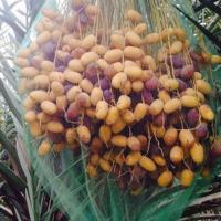 China green palm mesh bag,date plam net bag,date plam bag export to middle east for sale