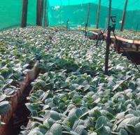 China HDPE Agricultural Shade Net 30-90% Sun Block for Garden Greenhouse Protection for sale