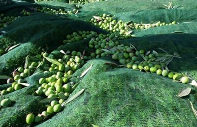 China HDPE Olive Harvest Net 3x6m 85g/m2 UV Protected Eco-Friendly for sale