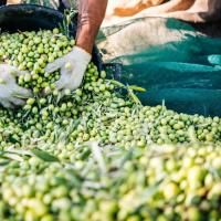 China Olive Nets, Olive Harvest Nets for Sale for sale