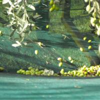 China Olive Nets, Olive Harvest Nets for Sale for sale