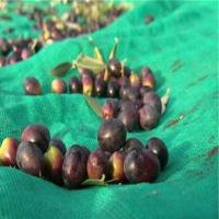 China Olive Nets, Olive Harvest Nets for Sale for sale