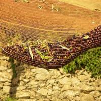 China Olive Nets, Olive Harvest Nets for Sale for sale