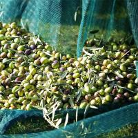China HDPE Olive Catching Net 85-100g/m2 UV Protected Harvest Net for Organic Farming for sale