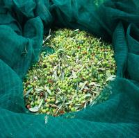 China HDPE Olive Catching Net 85-100g/m2 UV Protected Harvest Net for Organic Farming for sale