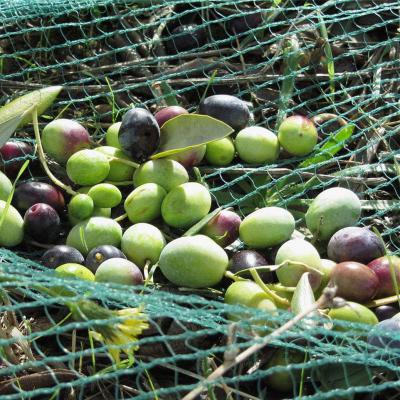 China HDPE Olive Harvest Netting UV Protected 85-100g/m2 for Fruit Collection for sale