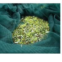 China HDPE Olive Harvest Netting 85-100gsm UV Protected 3x6m to 6x12m for sale