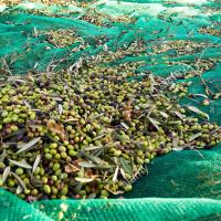 China Market Olive Net 7x12m 90gr/m² for sale