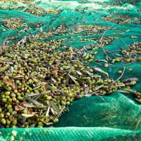 China Market Olive Net 7x12m 90gr/m² for sale