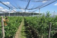 China HDPE Anti Hail Netting 53gsm UV Treated White Agriculture Apple Tree Protection for sale