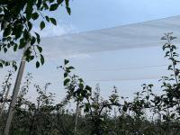China HDPE Anti Hail Netting 53gsm UV Treated White Agriculture Apple Tree Protection for sale