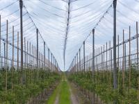 China Agriculture Protection Anti Hail Netting for sale