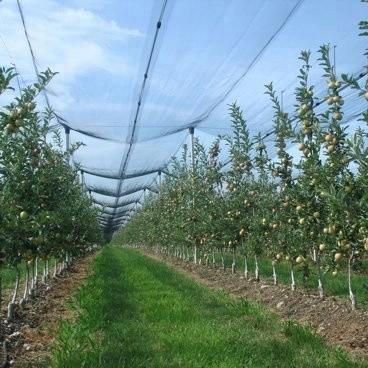 China HDPE Anti Hail Net 40-100gsm UV Stabilized Warp Knitted for Agriculture for sale