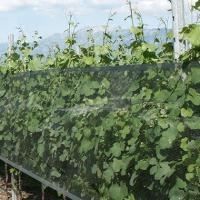 China HDPE Anti Hail Net 40-100gsm UV Stabilized Warp Knitted for Agriculture for sale