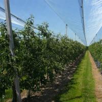 China HDPE Anti Hail Net 40-100gsm UV Stabilized Warp Knitted for Agriculture for sale