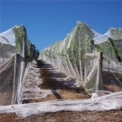 China HDPE Anti Hail Net 53gsm UV Treated Agricultural Protection Net for Yemen for sale