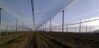 China HDPE PE Anti Hail Net UV Treated 53gsm for Agriculture Protection for sale