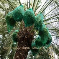 China HDPE Monofilament Date Palm Mesh Bag 80x100cm 52g Anti-Bird Protective Net for Tree Cover for sale