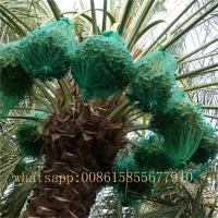 China HDPE Monofilament Date Palm Mesh Bag 80x100cm 52g Anti-Bird Protective Net for Tree Cover for sale