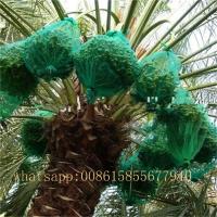 China HDPE Monofilament Date Palm Mesh Bag 80x100cm 52g Anti-Bird Protective Net for Tree Cover for sale