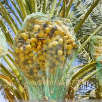 China HDPE Monofilament Date Palm Mesh Bag 80x100cm 52g Anti-Bird Protective Net for Tree Cover for sale