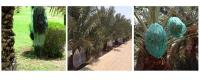 China 100% virgin polyethylene PE net bags for vegetables date palm packaging for sale