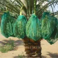 China PE monofilament date palm bag with strong black rop for sale