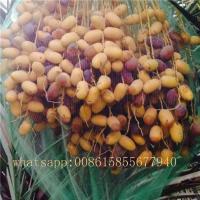 China HDPE Date Palm Mesh Bag 80x100cm 52g UV Protected Anti-Bird Fruit Tree Cover for sale