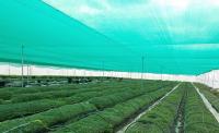 China HDPE Knitted Sun Shade Net for Agriculture 50-80% Shading Rate 5 Year UV Life for sale