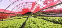 China Red Anti-UV PE Plastic Shade Net for Greenhouse for sale