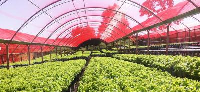 China Red Anti-UV PE Plastic Shade Net for Greenhouse for sale