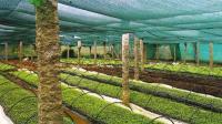 China Red Anti-UV PE Plastic Shade Net for Greenhouse for sale