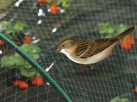China Anti-bird Netting in Agriculture Using for sale
