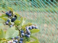China Anti-bird Netting in Agriculture Using for sale