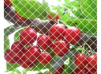 China Anti-bird Netting in Agriculture UsingNets for Bird Barrier and Exclusion for sale